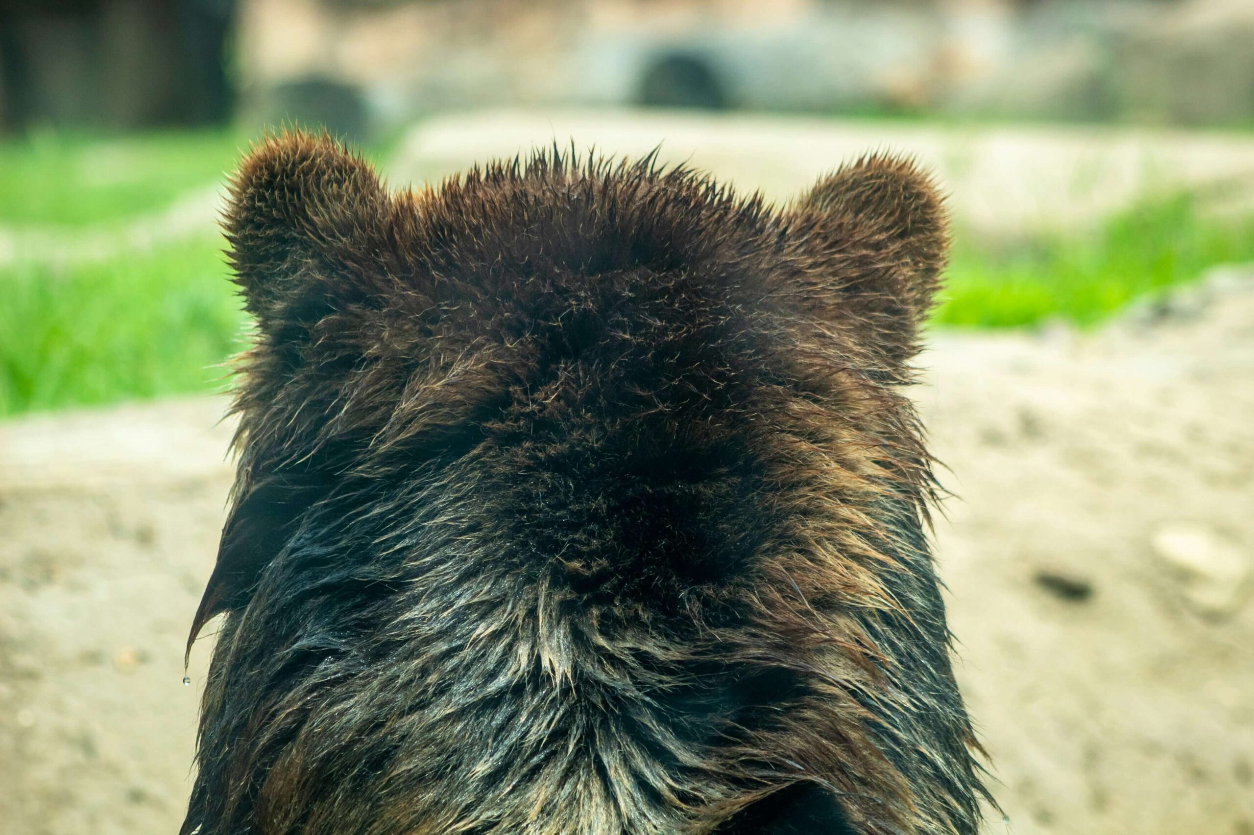 Why Black Bears - Black Bear Counseling